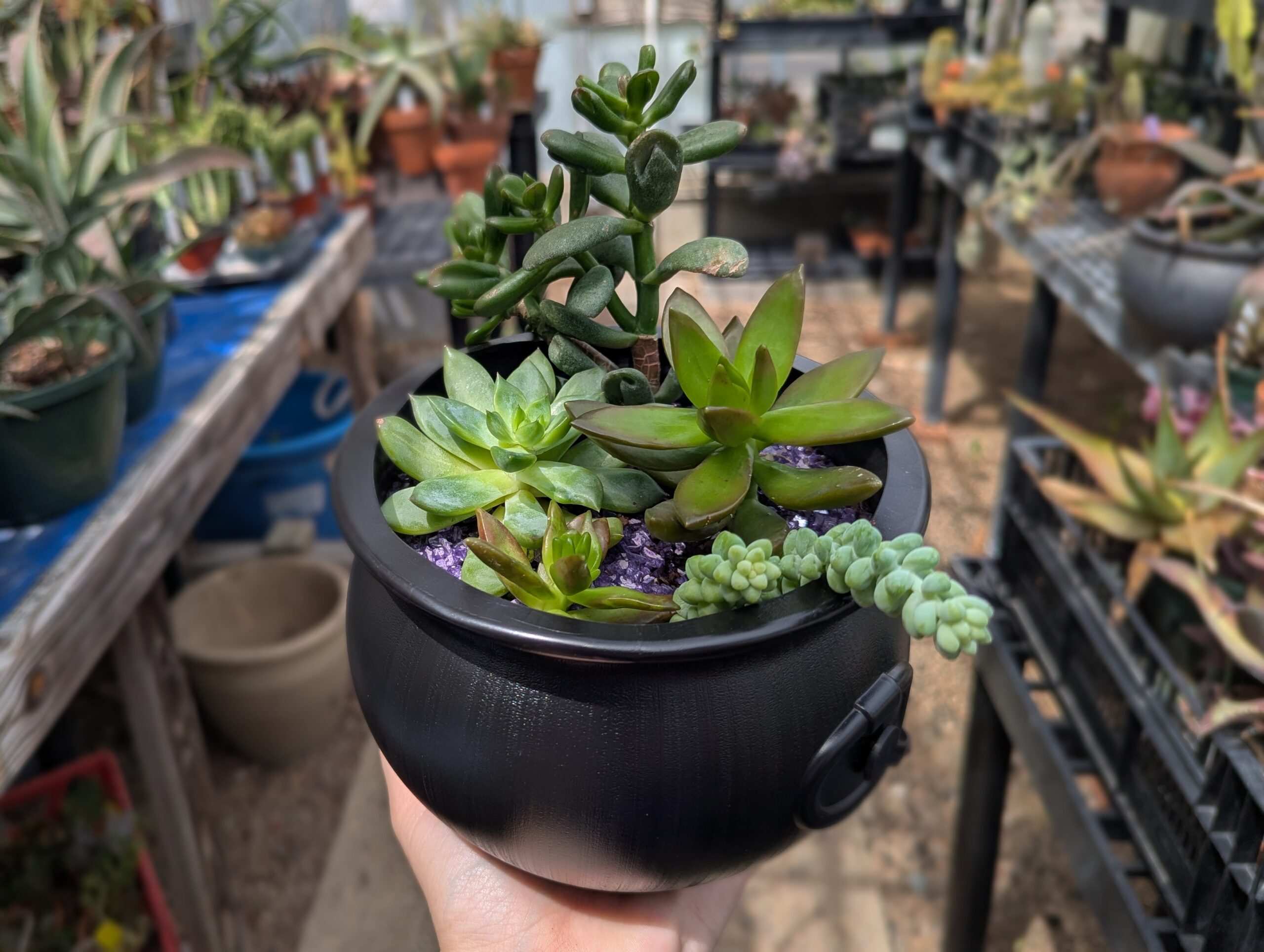 Cauldron Succulent Planters (21+) - Memphis Botanic Garden